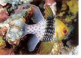 PJ Cardinal | Aquarama