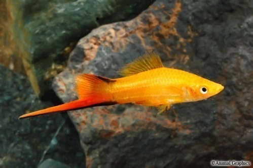 Marigold Twin Bar Swordtail 5cm | Aquarama