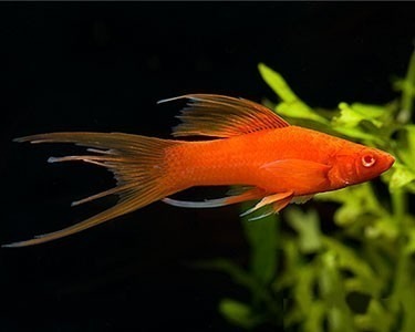 Assorted Lyretail Swordtail 5cm | Aquarama