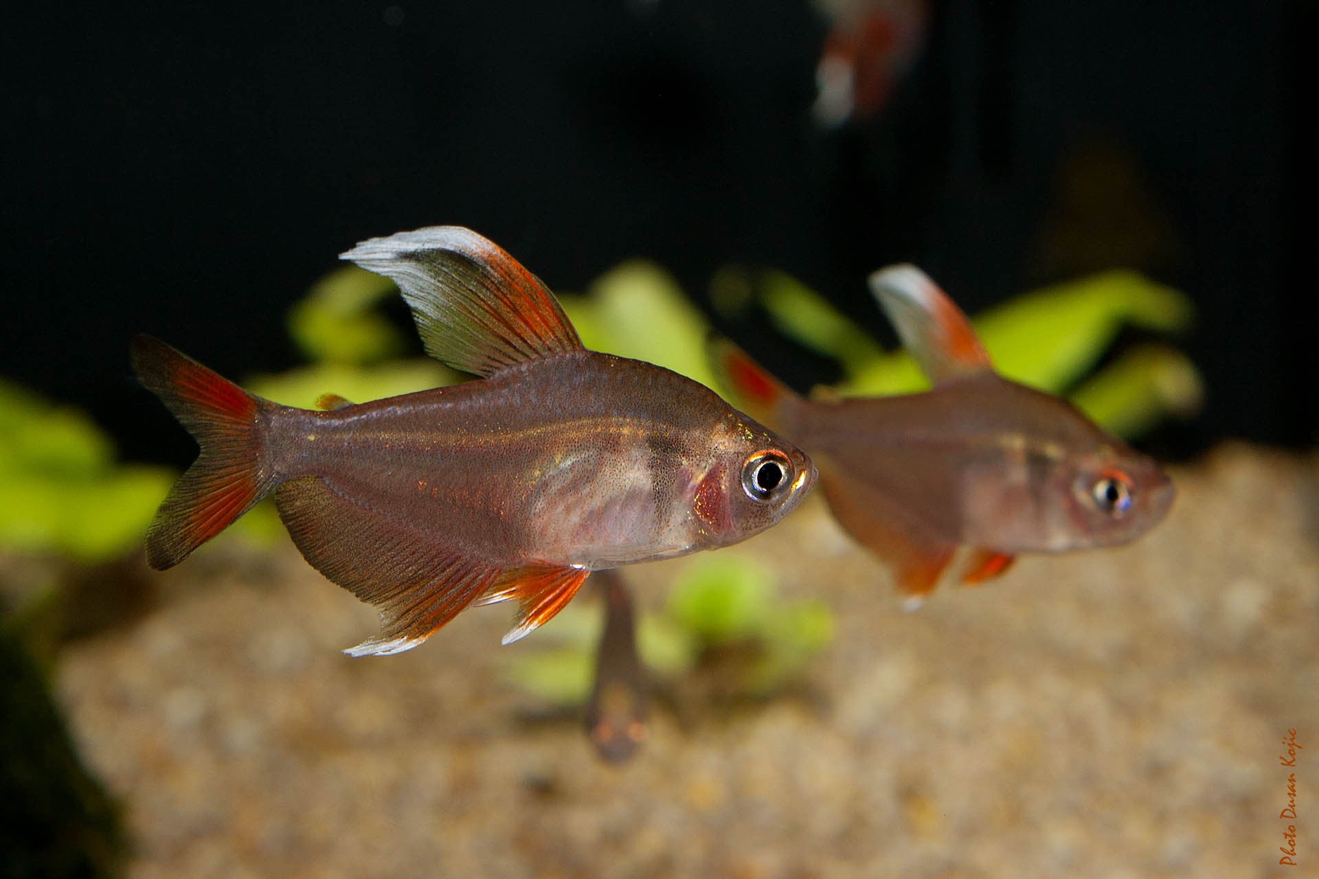 White Fin Ornate Tetra 3cm | Aquarama